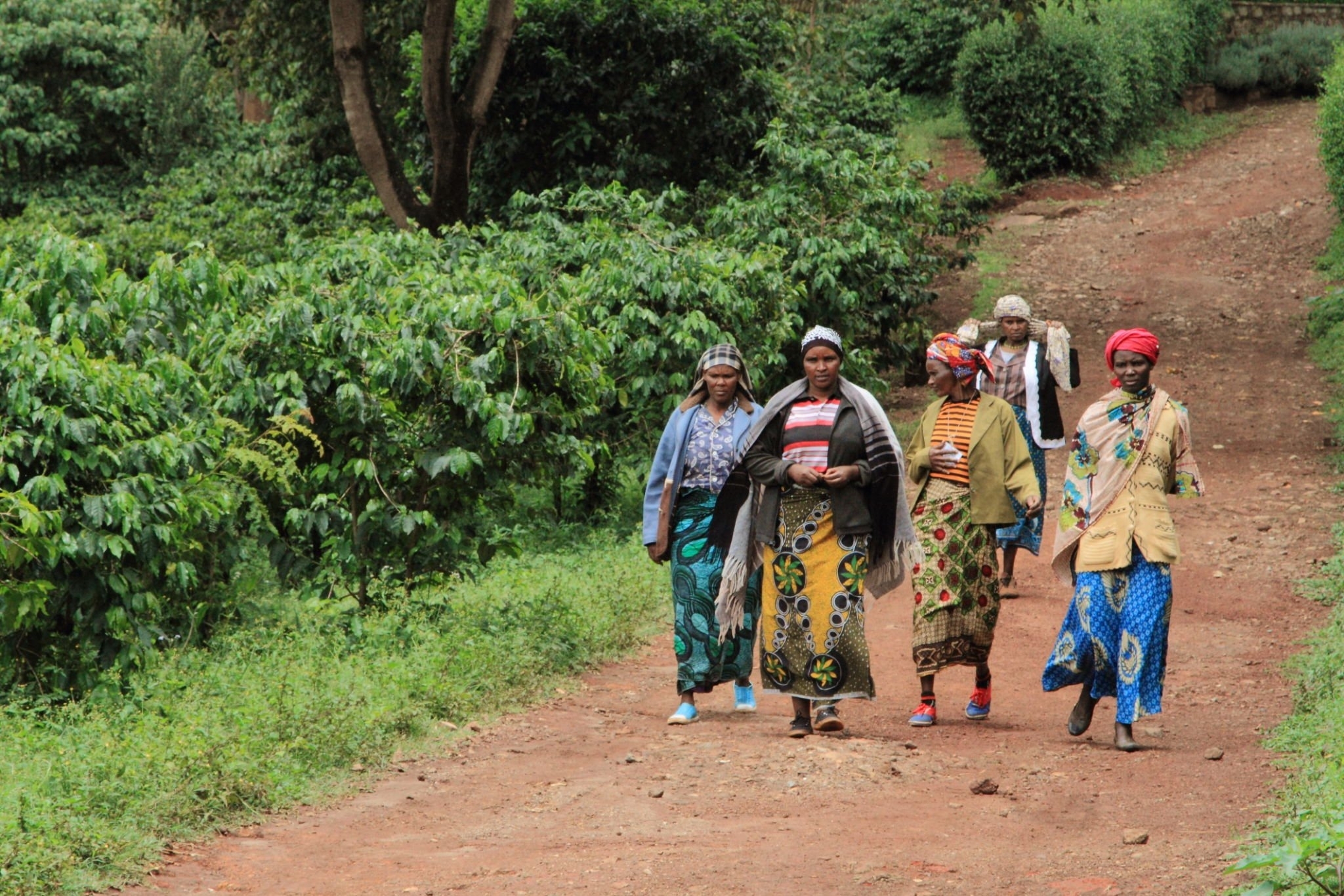 CoAmana – Strengthening Market Linkages
